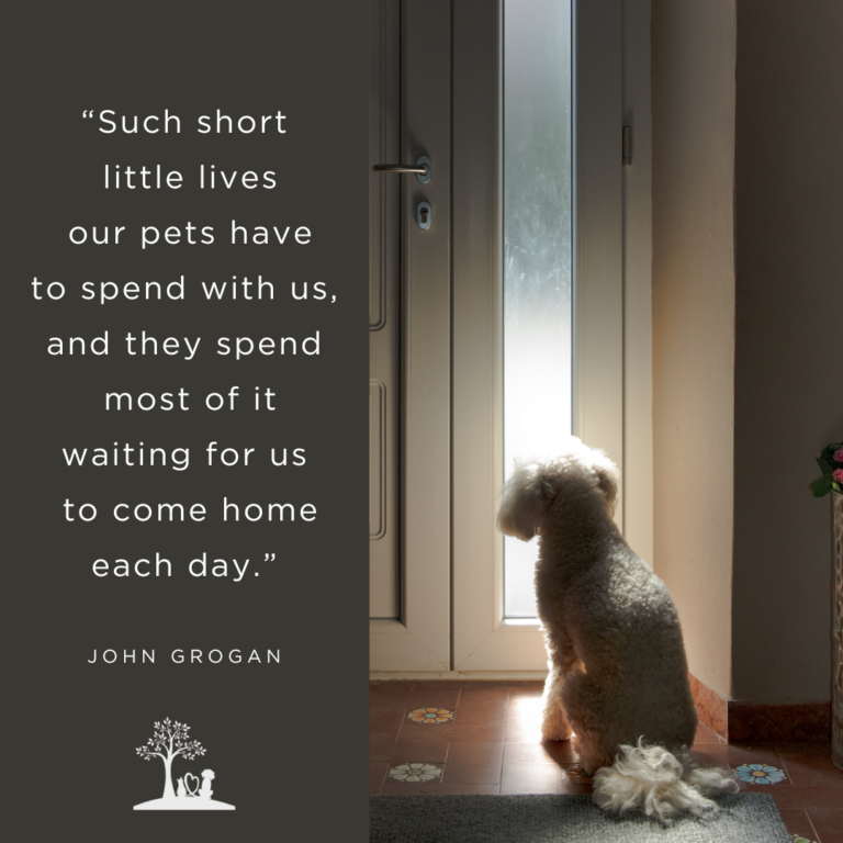 Inspirational Quotes About Dogs Passing